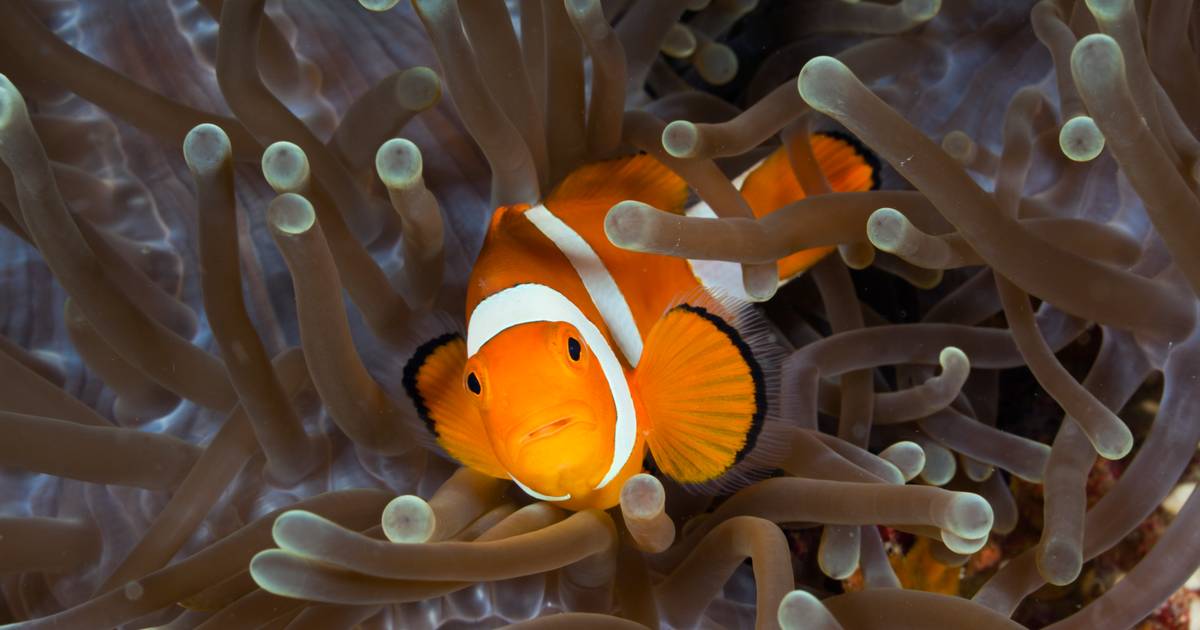 Ryba błazenek z bajki "Gdzie jest Nemo?" zagrożona wyginięciem - Noizz