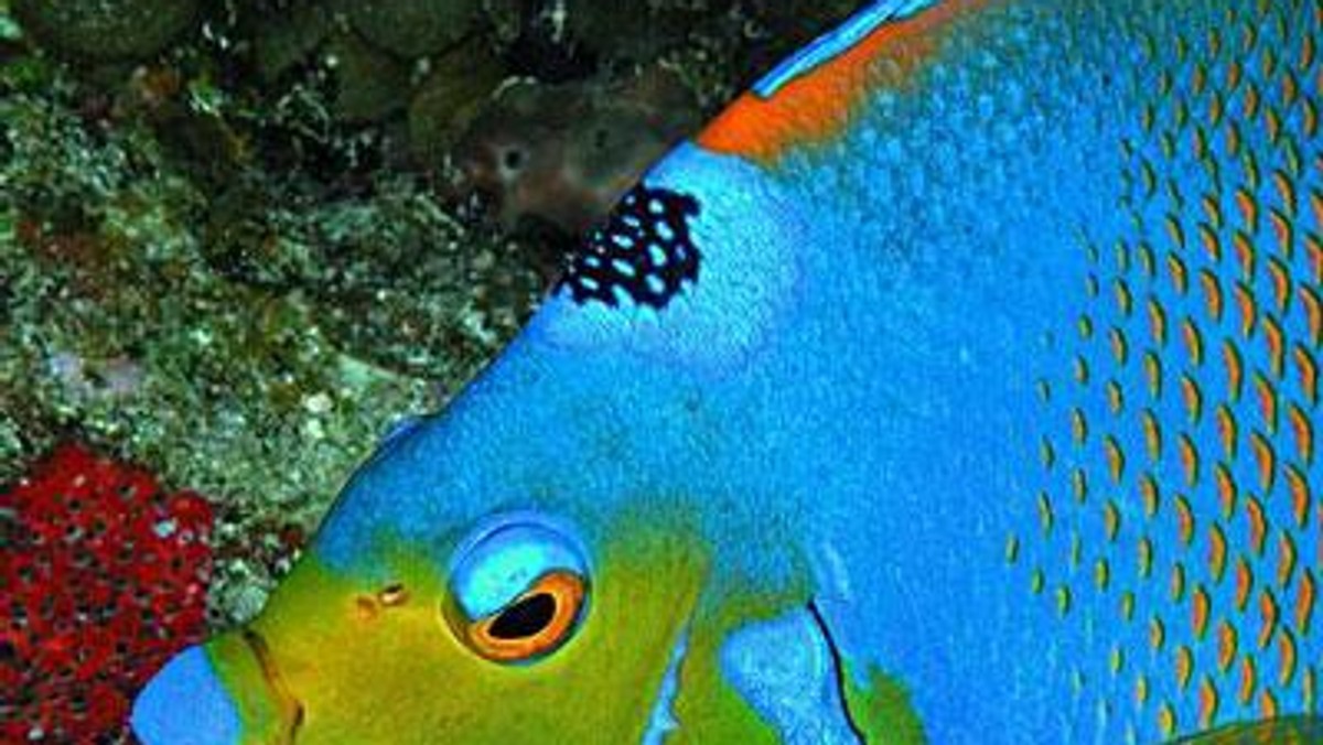 Kajmany - podwodny świat - Podróże