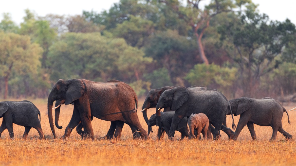 Kenia. Słonie zagrażały ludziom, przeniesiono je do innego parku - Podróże