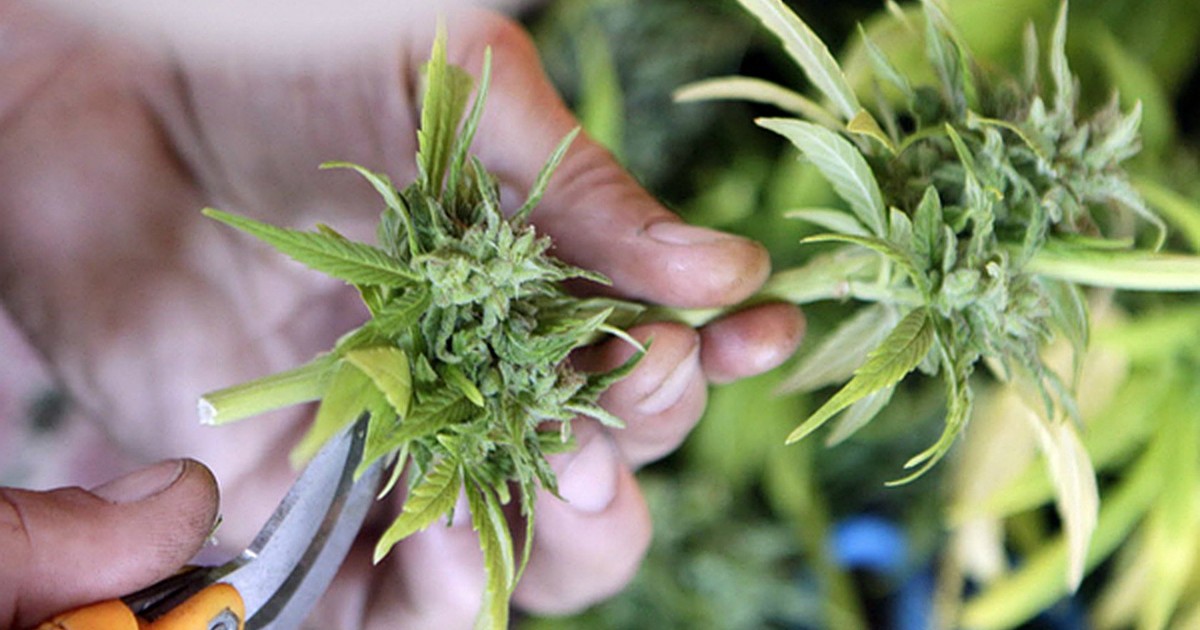 The marijuana industry's first unicorn is being added to an influential ...