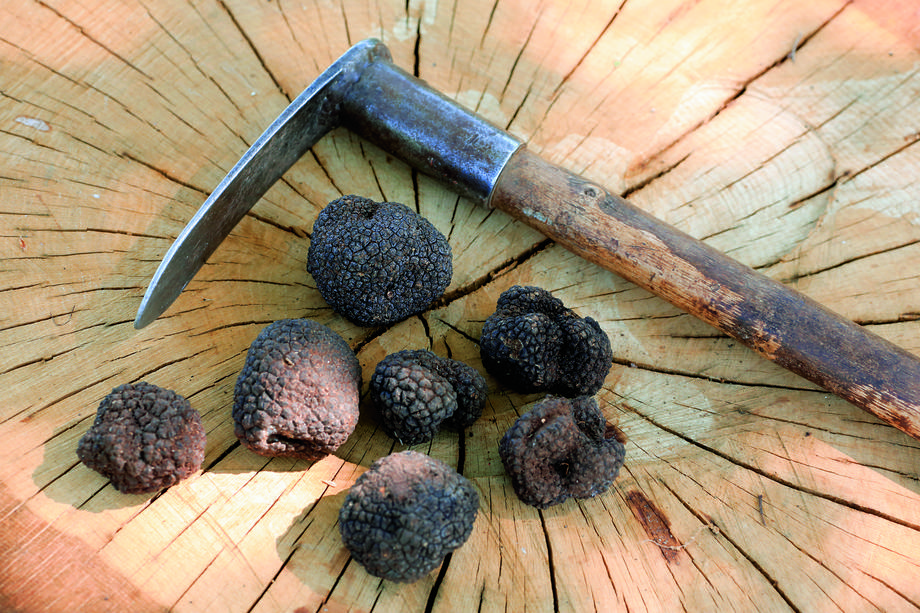 Trufle. Plantacje w Polsce i na świecie. Ile są warte trufle? Ile ważą ...