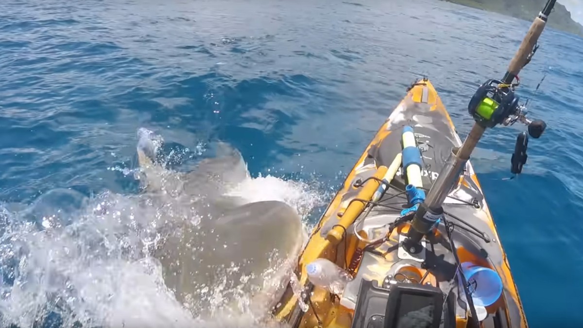 Ajkula napala čoveka na Havajima, on je šutnuo u glavu (video) - Blic