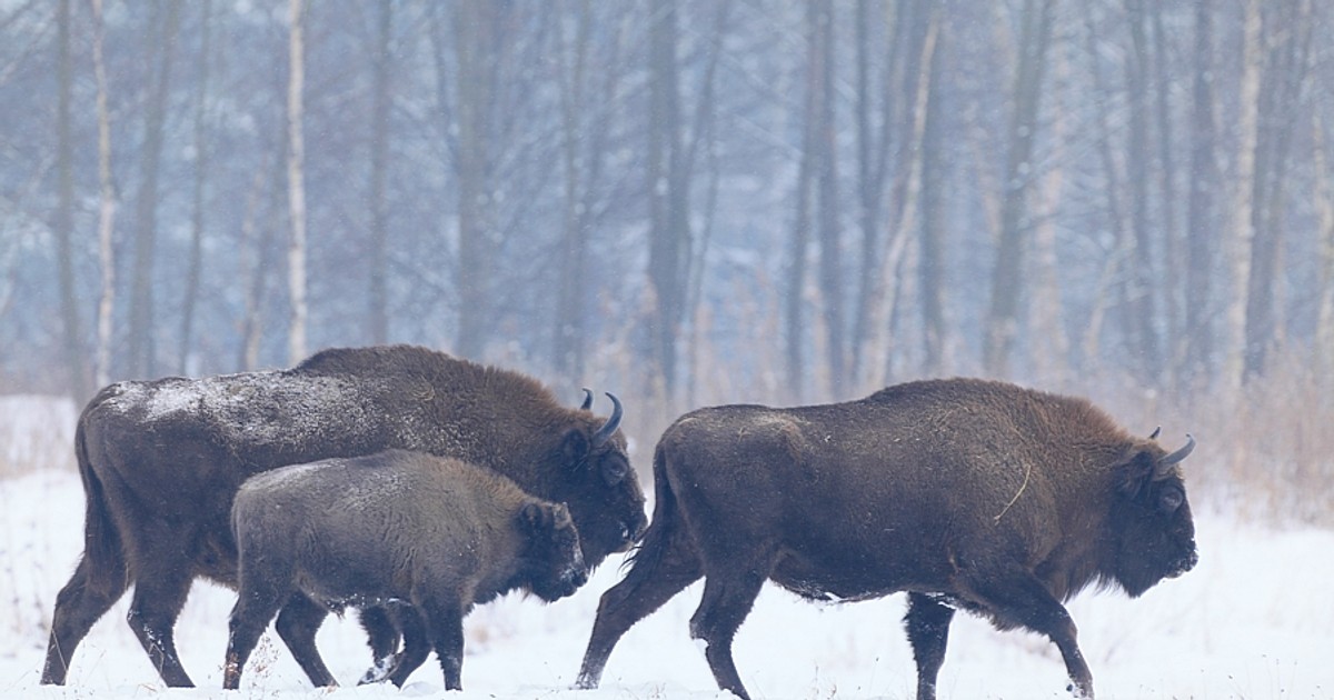 Bieszczady: żubry wracają do miejsc zimowania - Podróże