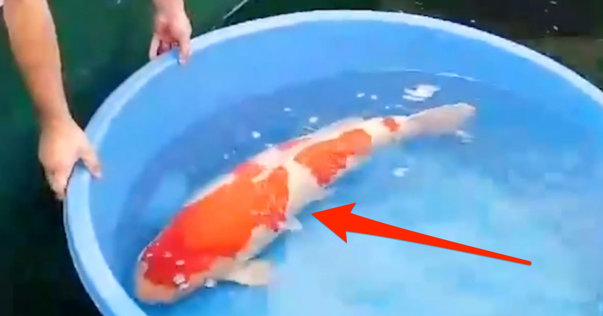This fish sold for $1.8 million — here's why some koi fish are so ...