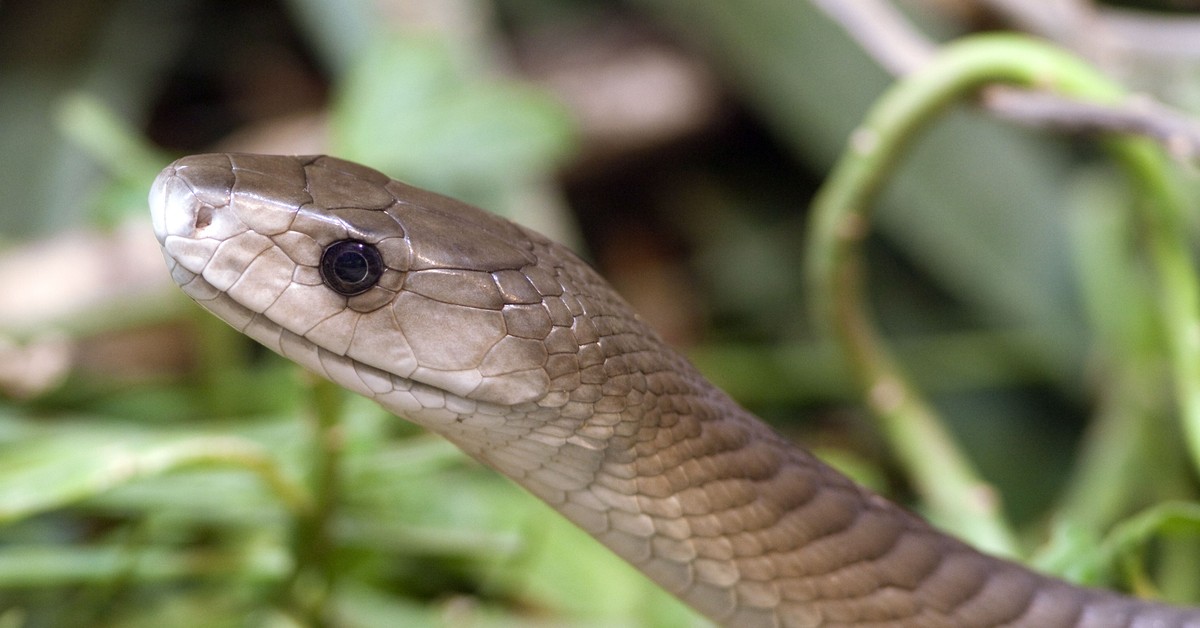 Czarna mamba uśmierzy ból. Będzie nowy lek? - Dziennik.pl