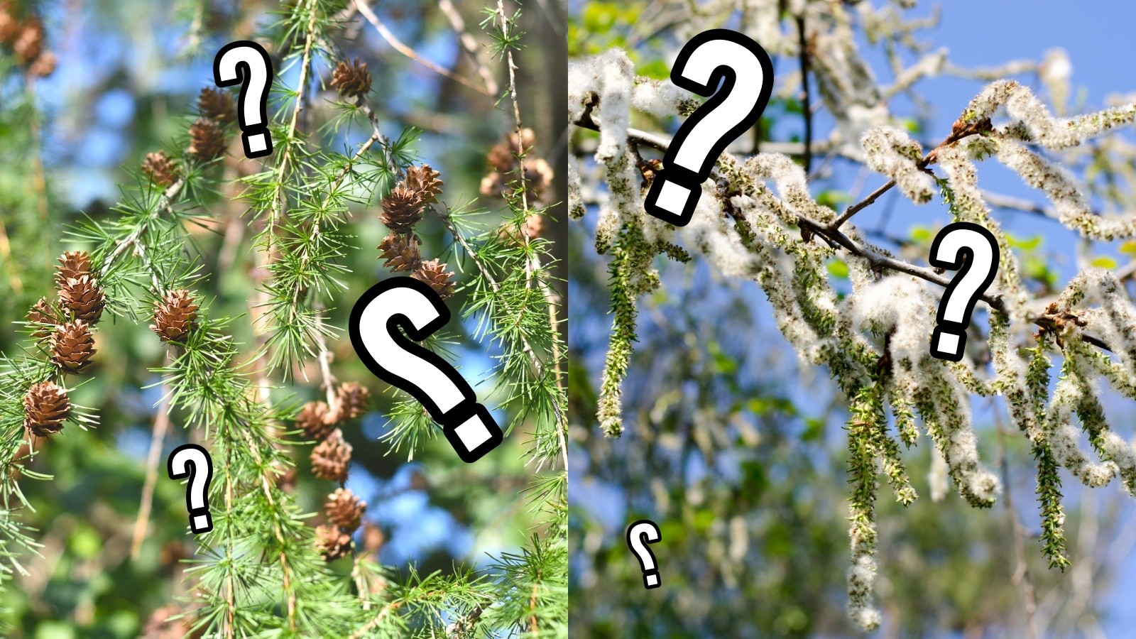 Kvíz: Ako dobre poznáte slovenskú prírodu? Uhádnite názvy stromov a ...