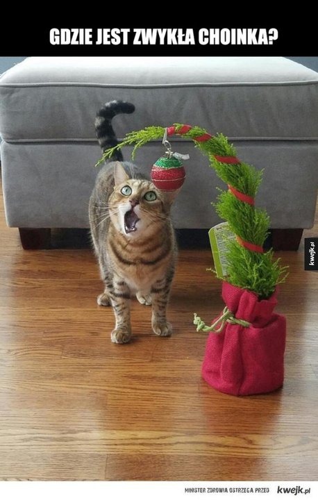 Kot i choinka to zawsze katastrofa? Te memy to śmiech przez łzy - Dom