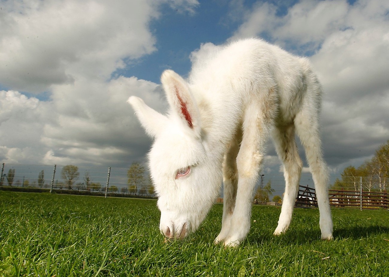 Ovo belo magare je najslađa prvoaprilska šala - Blic