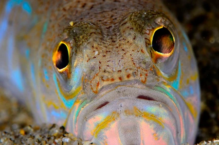 Srpkinju u Grčkoj ubola otrovna riba "Dragana", napravila ovu ...