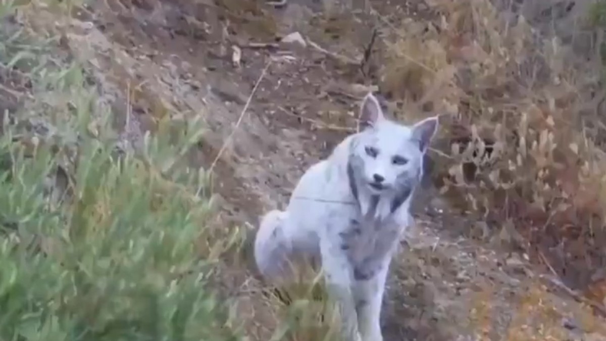 U Španiji snimljen beli iberijski ris – čudo prirode koje se viđa ...