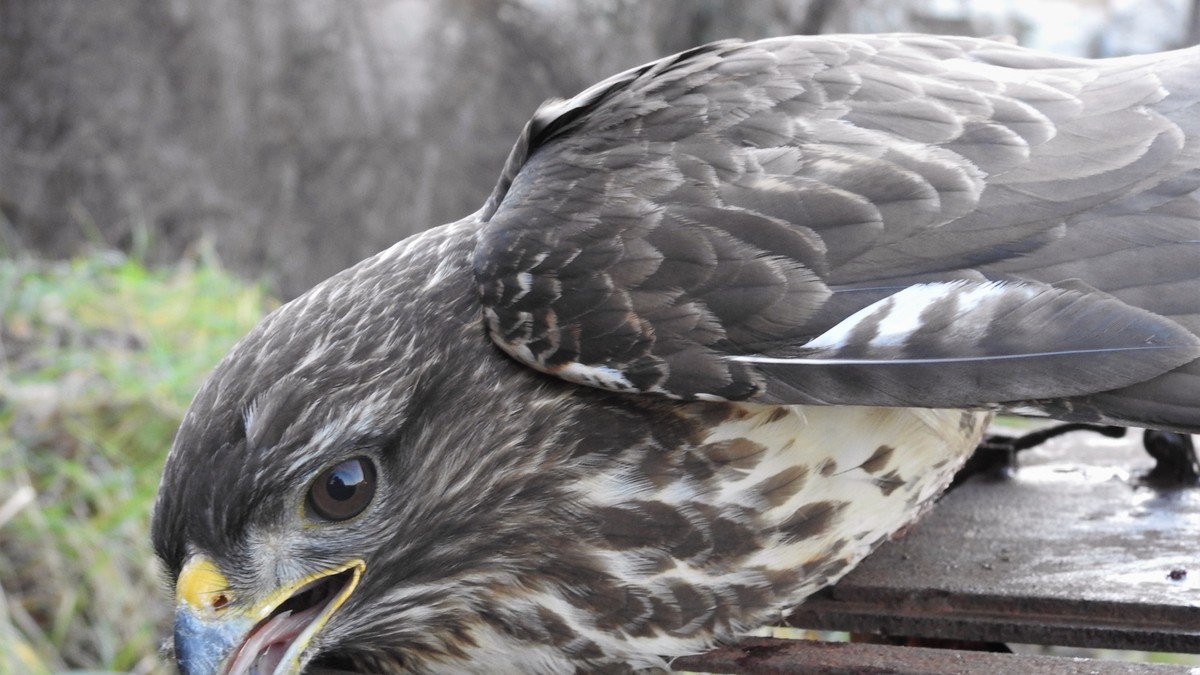BESPOMOĆNA PTICA OSTALA BEZ NOGE Šapčanin uhapšen zbog postavljanja smrtonosne zamke, strogo ...