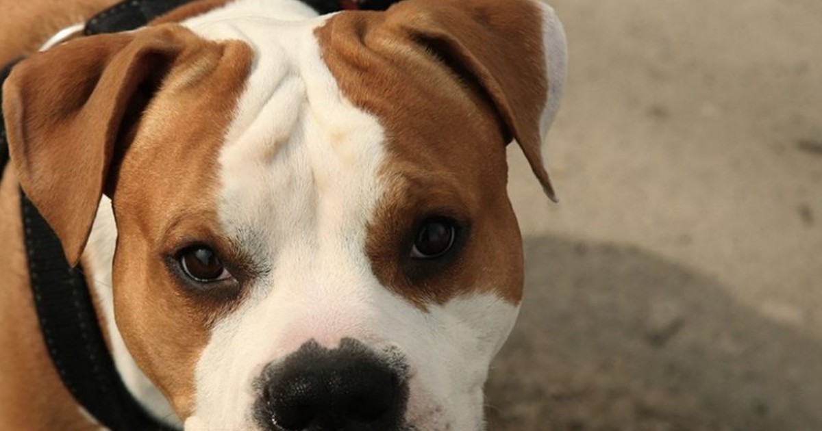 Pit bul napao devojku u Mirijevu - Blic Pit bul napao devojku u Mirijevu - Blic