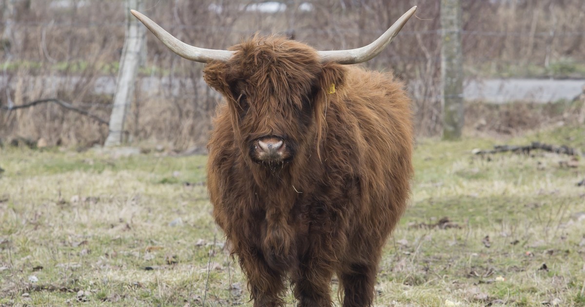 Krowa z owłosieniem. Mamut?! Nie, to zwykła krowa!