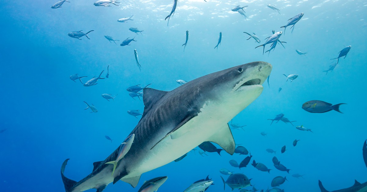 Wideo rekina na plaży wywołuje alarm - Podróże