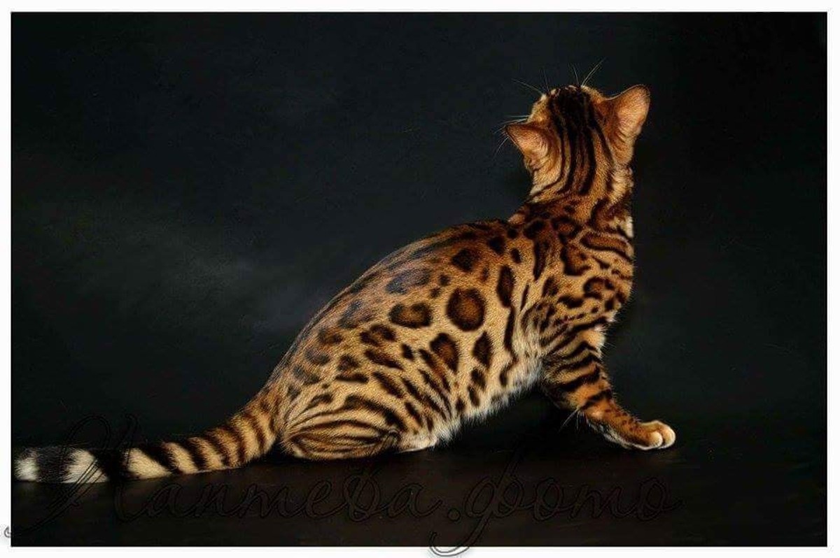 CICA MACA OD 50.000 EVRA Bengalska mačka ili "Rols-Rojs" u svetu ljubimaca