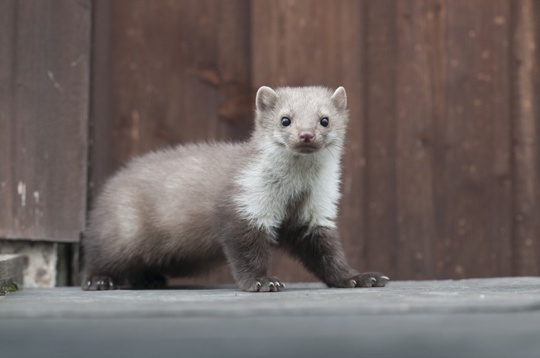 Kuna domowa: jak się jej pozbyć, jak ostraszyć, jak wygląda - Dom