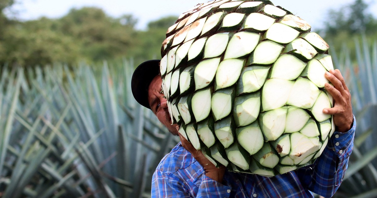Mezcal is now the fastest-growing liquor in the US. Why aren't Mexican ...
