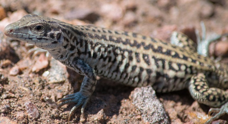 An all-female lizard species that reproduces asexually stress-eats to ...