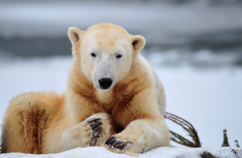 Uginuo polarni medved Knut - Blic