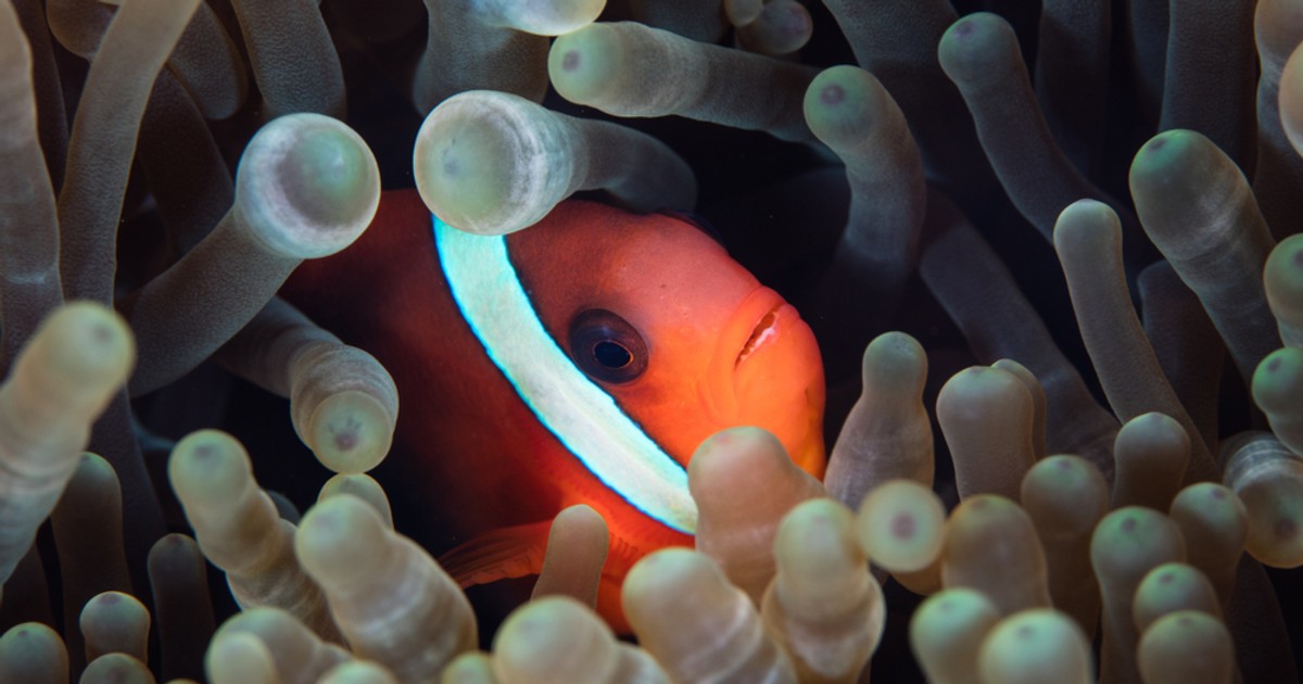 Gdzie jest Nemo? Jak miłość do akwariów dziesiątkuje populacje pięknych ...