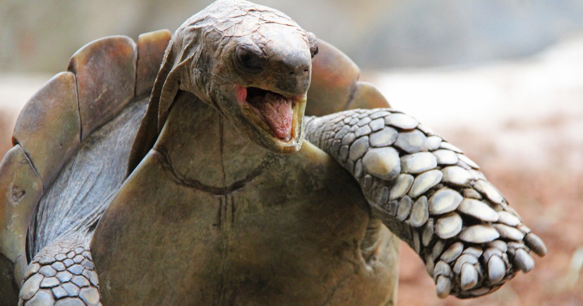 Żółw z Harlech ważył prawie tonę. Czego jeszcze nie wiedzieliście o ...