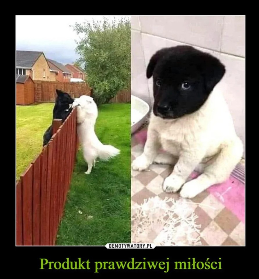 Najlepsze memy o psach. Te czworonogi rozbawią do łez [GALERIA] - Kobieta