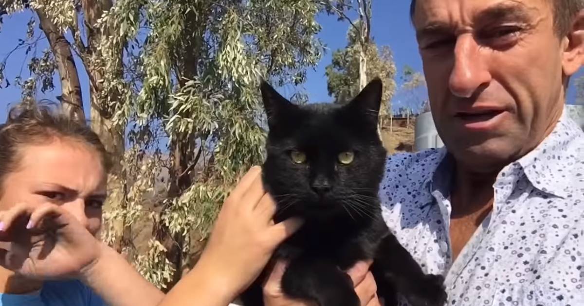 Kot youtubera Hamisha Pattersona przetrwał pożar w Kalifornii - Noizz