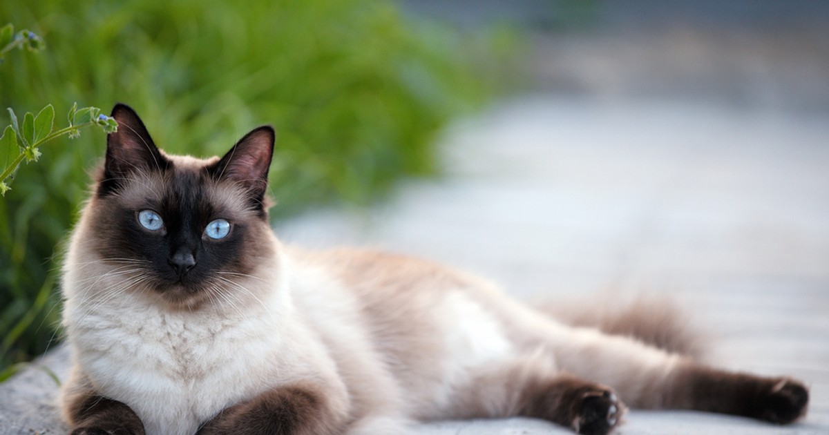 Kot syjamski – charakter, wady i zalety oraz pielęgnacja - Dom
