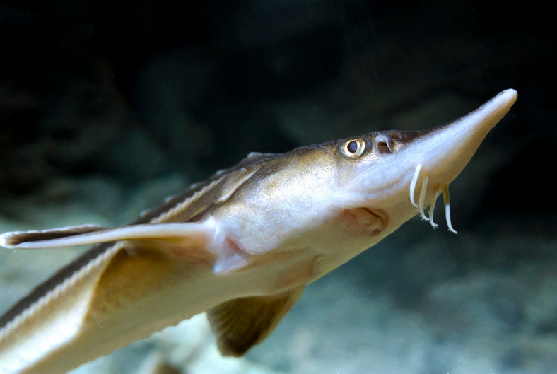 Pięć tajemnic oceanu, o których możecie nie widzieć. Poznaj, zafascynuj ...