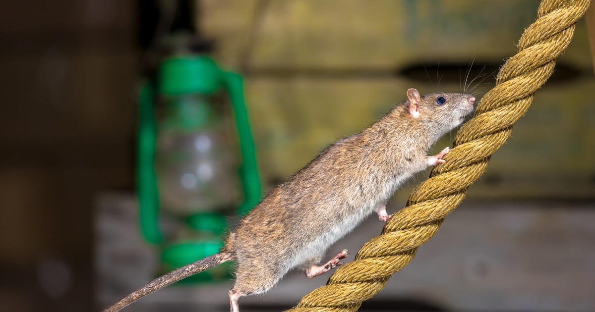 Rats could breed too quickly for NYC's successful new extermination ...