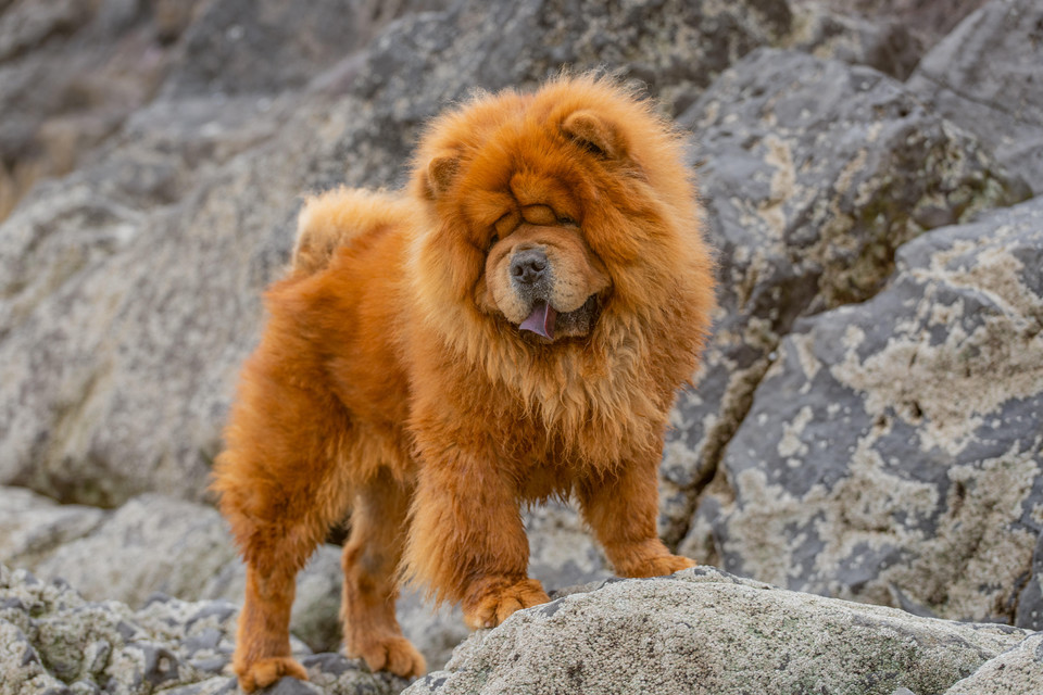 10 najbardziej nieposłusznych ras psów - Dom