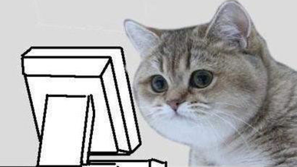 Co ja pacze? - paczaizm - memy z kotem - co ja pacze - galeria z kotem ...