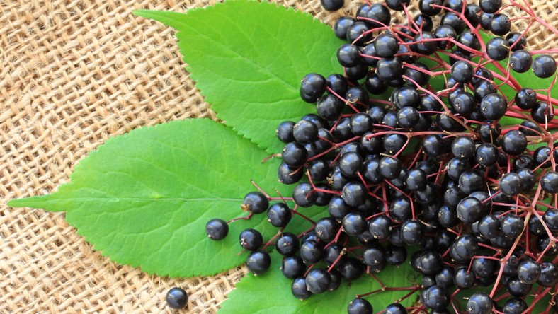 Magiczna roślina: CZARNY BEZ. Jakie ma lecznicze właściwości? - Dziennik.pl