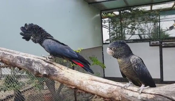 Upoznajte jedinu životinju koja zna da SVIRA INSTRUMENT