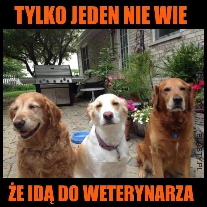 Najlepsze memy o psach. Te czworonogi rozbawią do łez [GALERIA] - Kobieta