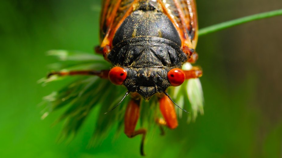 Amerykanie w napięciu oczekują "inwazji cykad" - Podróże