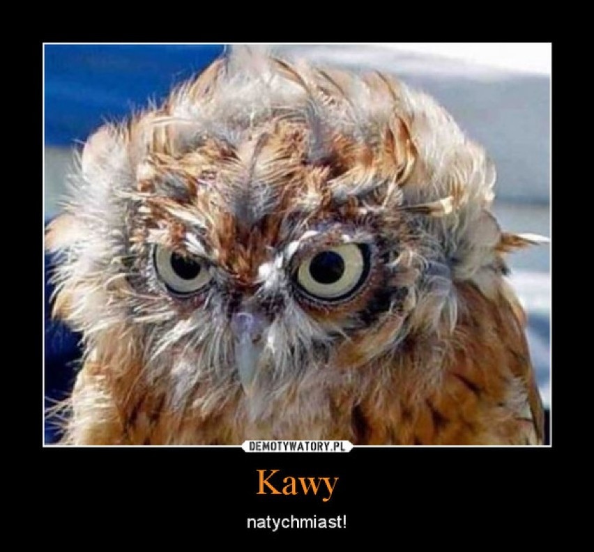 Najlepsze memy o kawie na Dzień Kawy. Spróbuj się nie zaśmiać - Kobieta