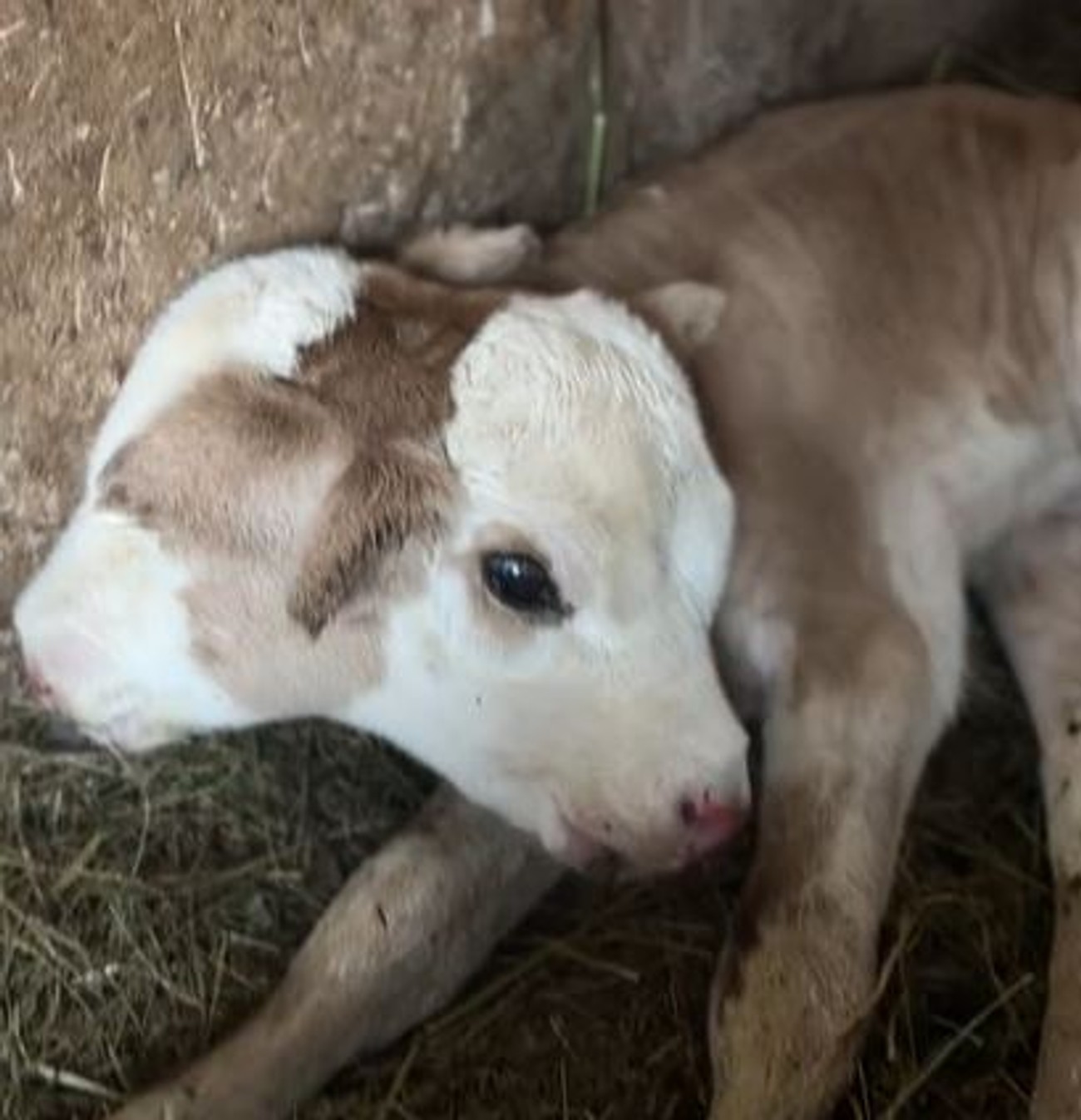 Tele sa dve glave postao hit na društvenim mrežama - Blic