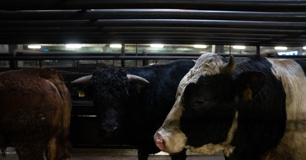 Firma Sokołów reaguje po filmie "Droga na rzeź": surowe konsekwencje ...