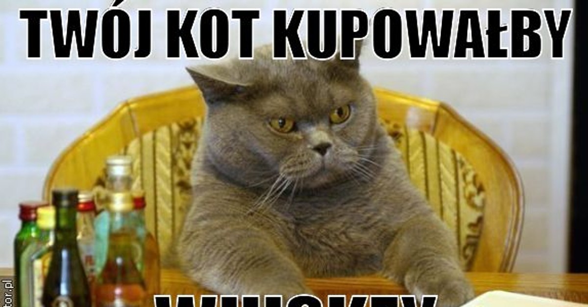 W Światowy Dzień Kota, koty zawładnęły Internetem [MEMY] - Dziennik.pl