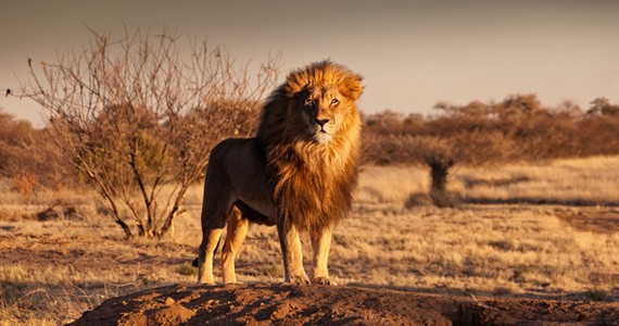 Safari - zalety safari w Afryce - Podróże