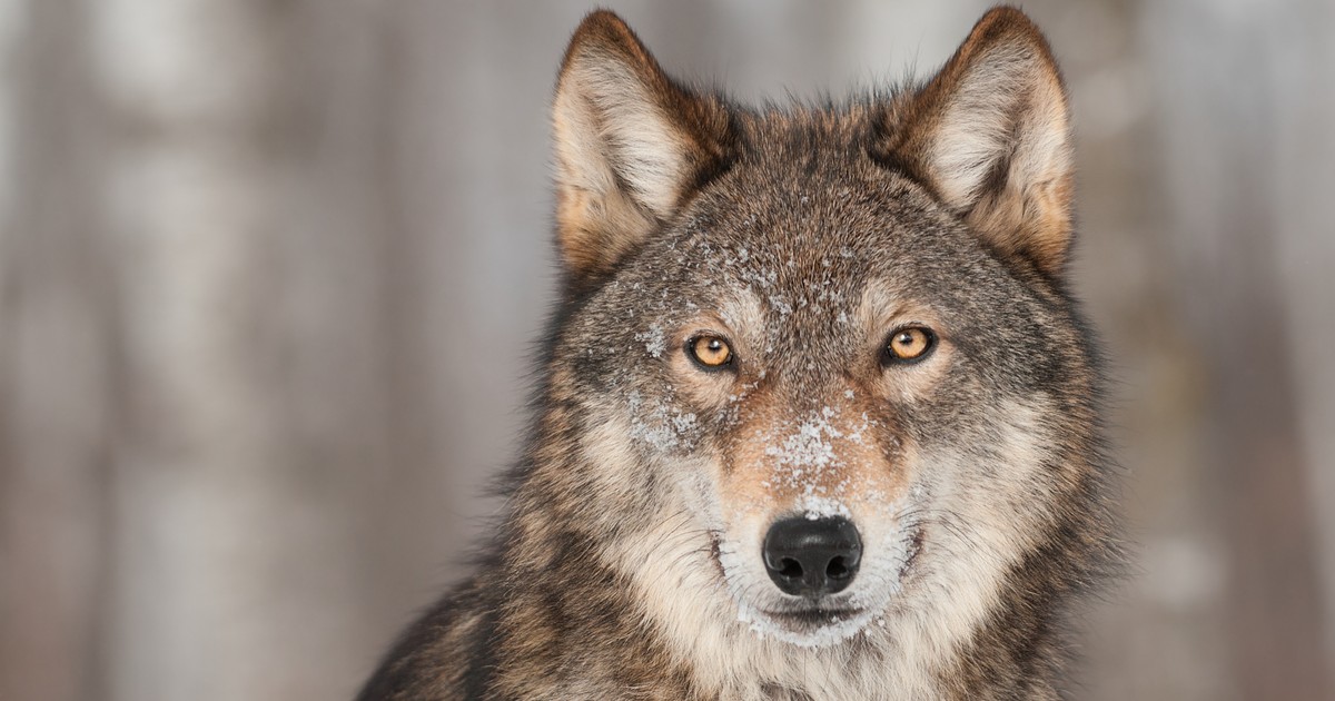 Wilk pogryzł ośmioletnie dziecko w zoo - Podróże