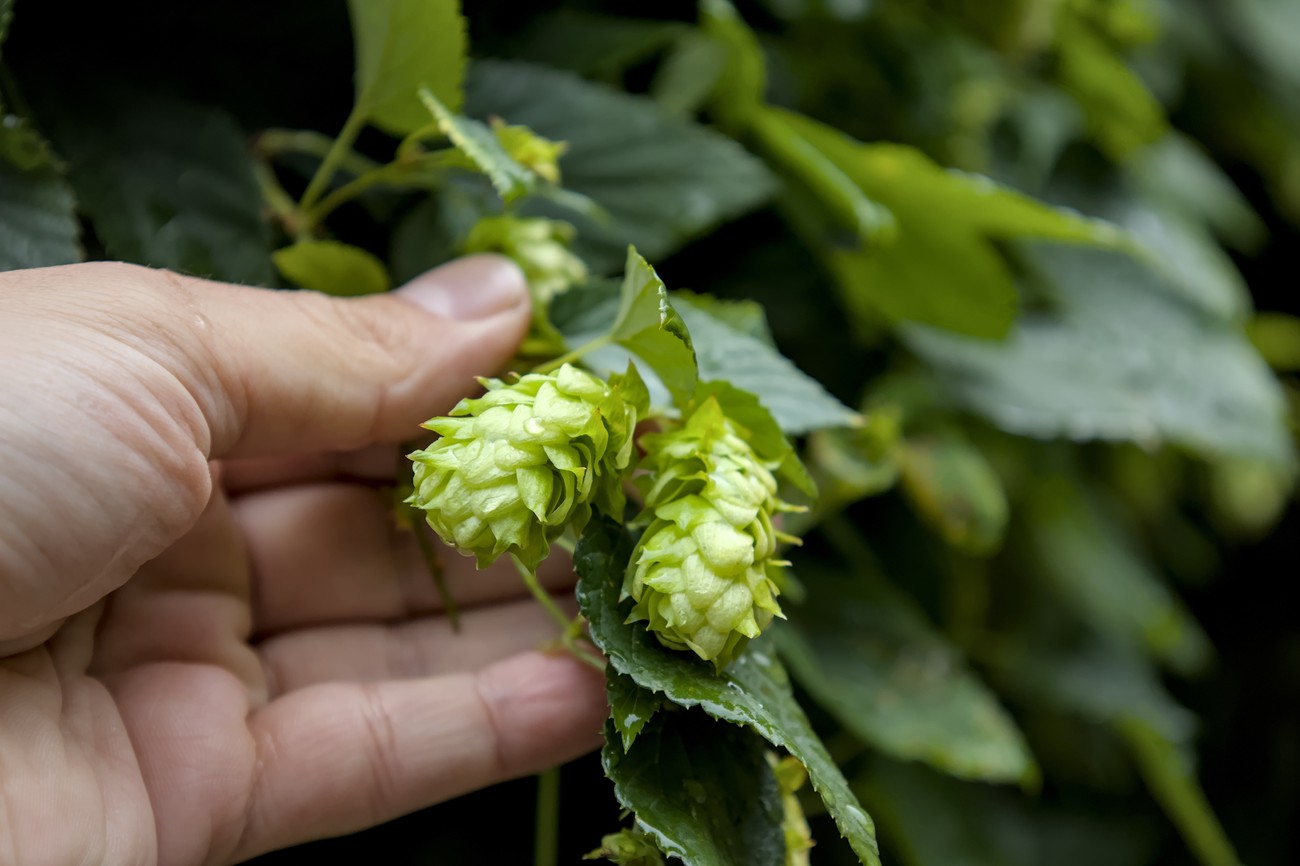 Kako uzgajati hmelj, jednu od najunosnijih ratarskih kultura