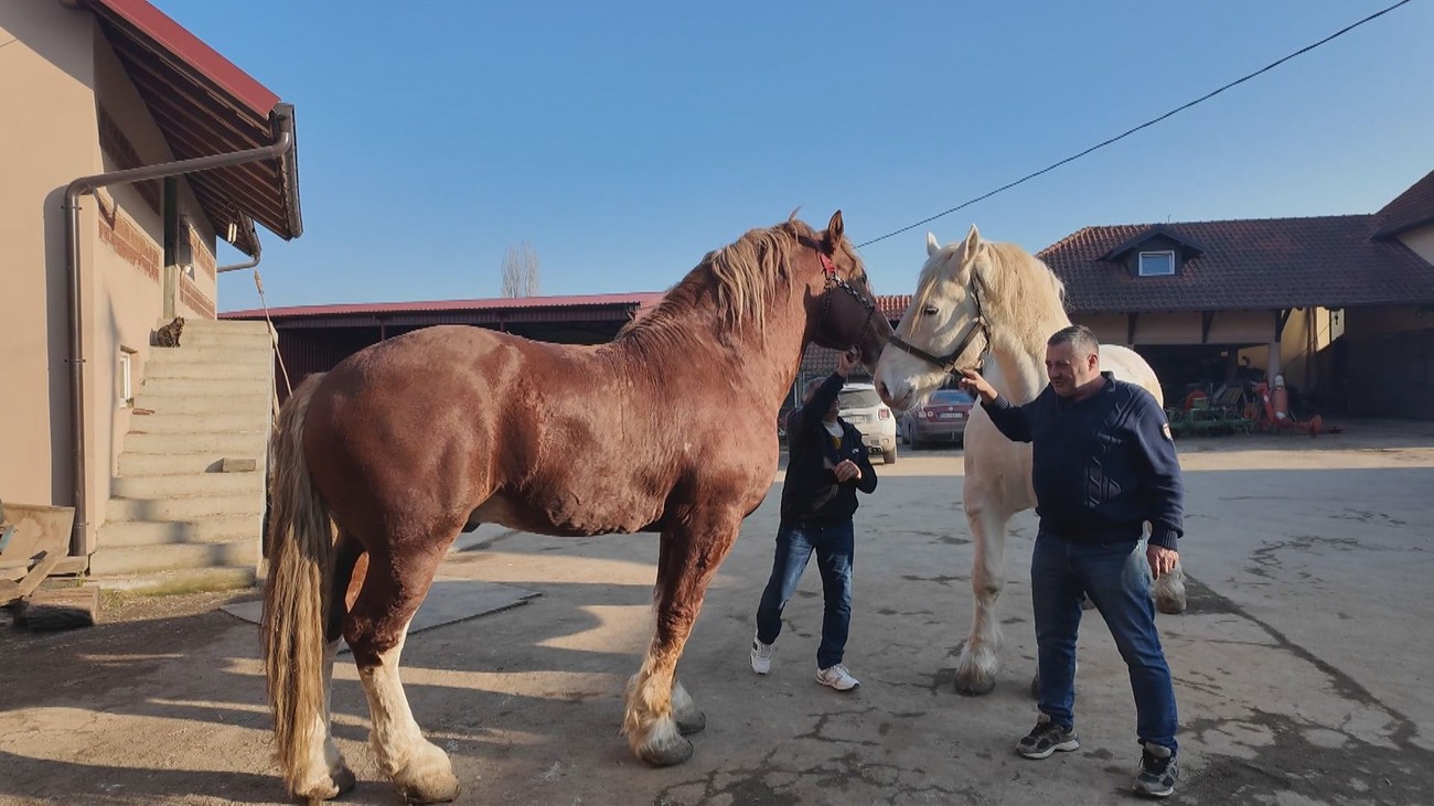 Simićeve šampionske životinje: Gorostas kao simbol snage i plemenitosti