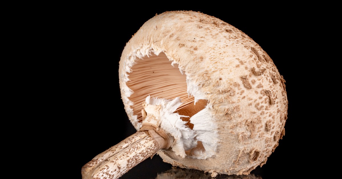 Kanie (grzyby) – właściwości, występowanie, przeciwwskazania