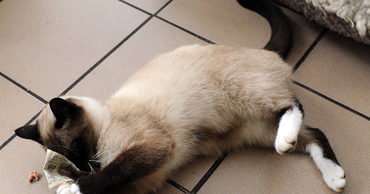 Kot Klemens to rabuś!