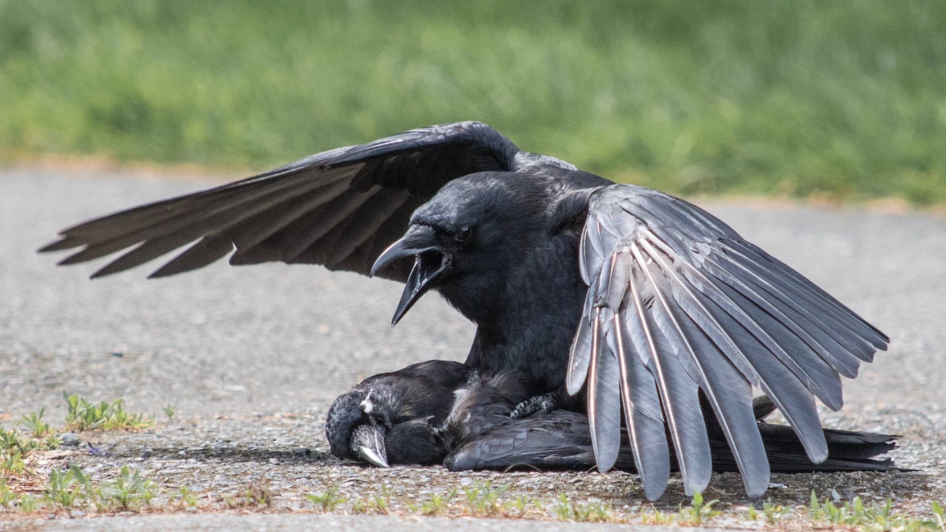 Krähen haben manchmal Sex mit toten Krähen - Noizz
