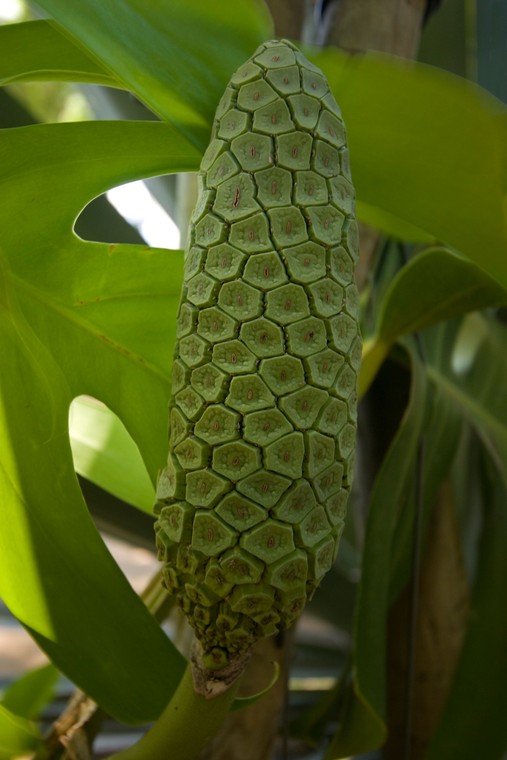 Monstera dziurawa - pilelęgnacja, uprawa i owoce monstery (Ceriman) - Dom