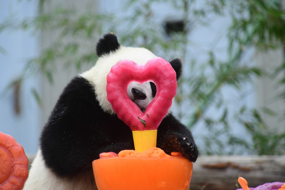 Óriáspanda-kölyköknek csaptak szülinapi bulit Kínában - Blikk