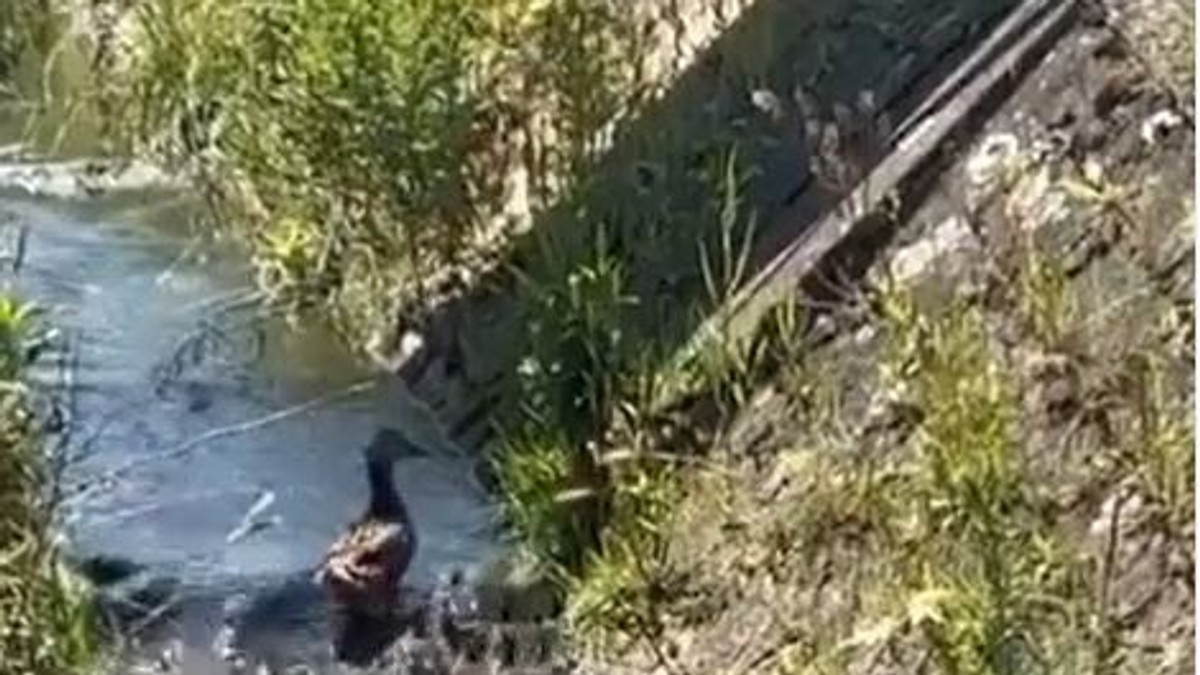 SNIMAK KOJI JE RAZNEŽIO BEOGRAĐANE Prizor divlje patke i pačića u Ripnju sve oduševio: Pa oni ...